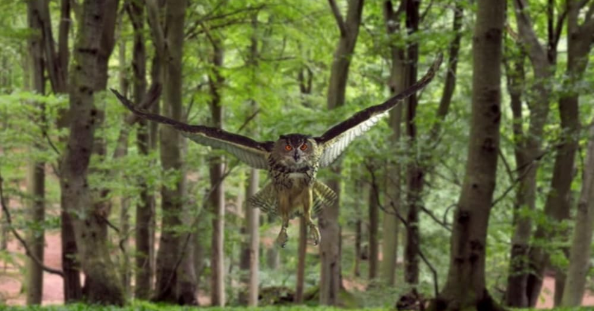 Natural World Secrets: Exploring The Unseen Wonders of Nature