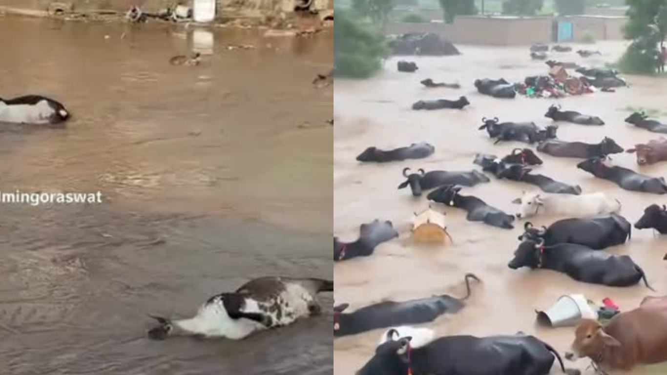 Floods Impact on Livestock in Pakistan: When Floods Sweep Away More ...
