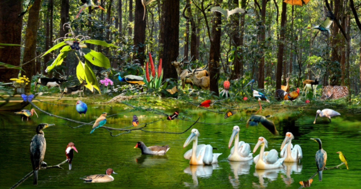 Understanding Biodiversity | How Nature Supports Life?